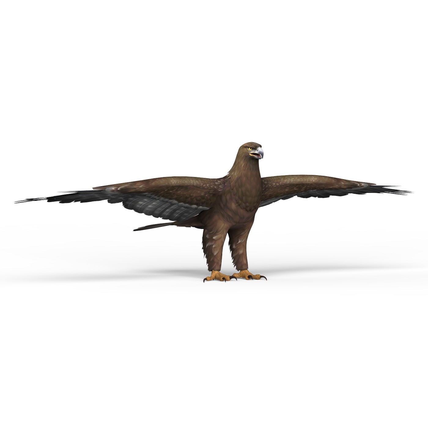 ArtStation - Eagle 3D Model | Resources
