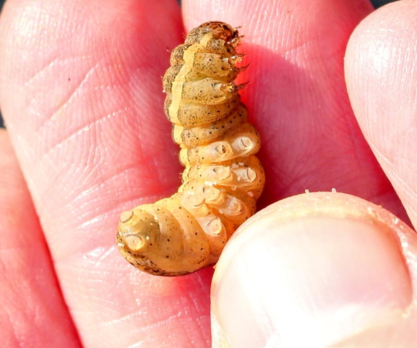 ArtStation - Mini beasts photo reference pack 2 | Resources