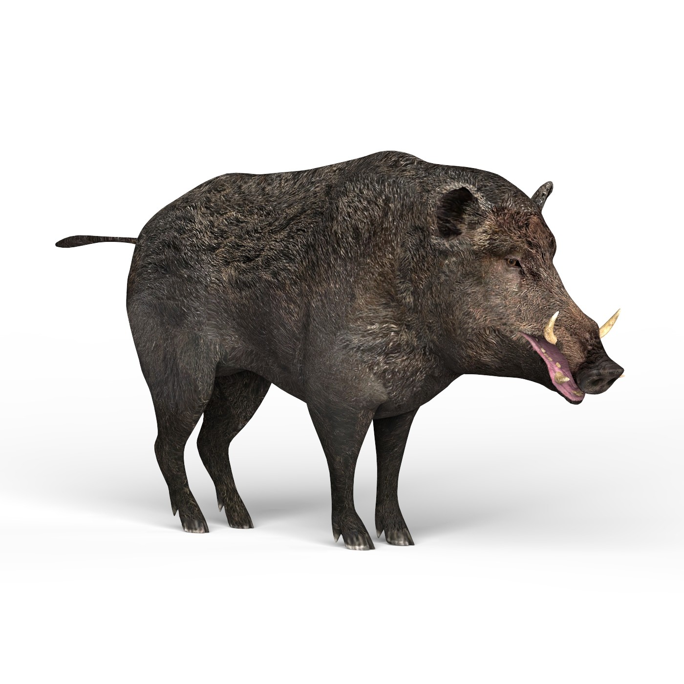 Ravi Patel - Wild Boar 3D Model