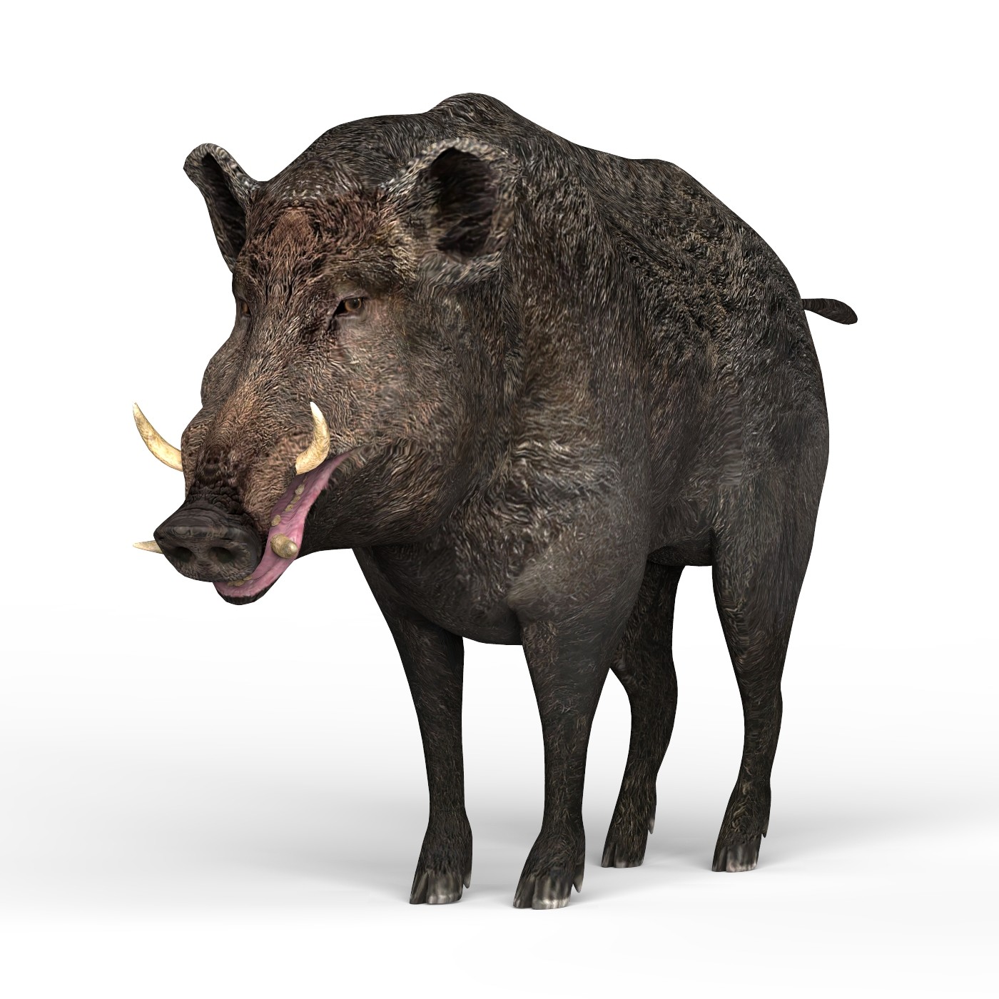 Ravi Patel - Wild Boar 3D Model