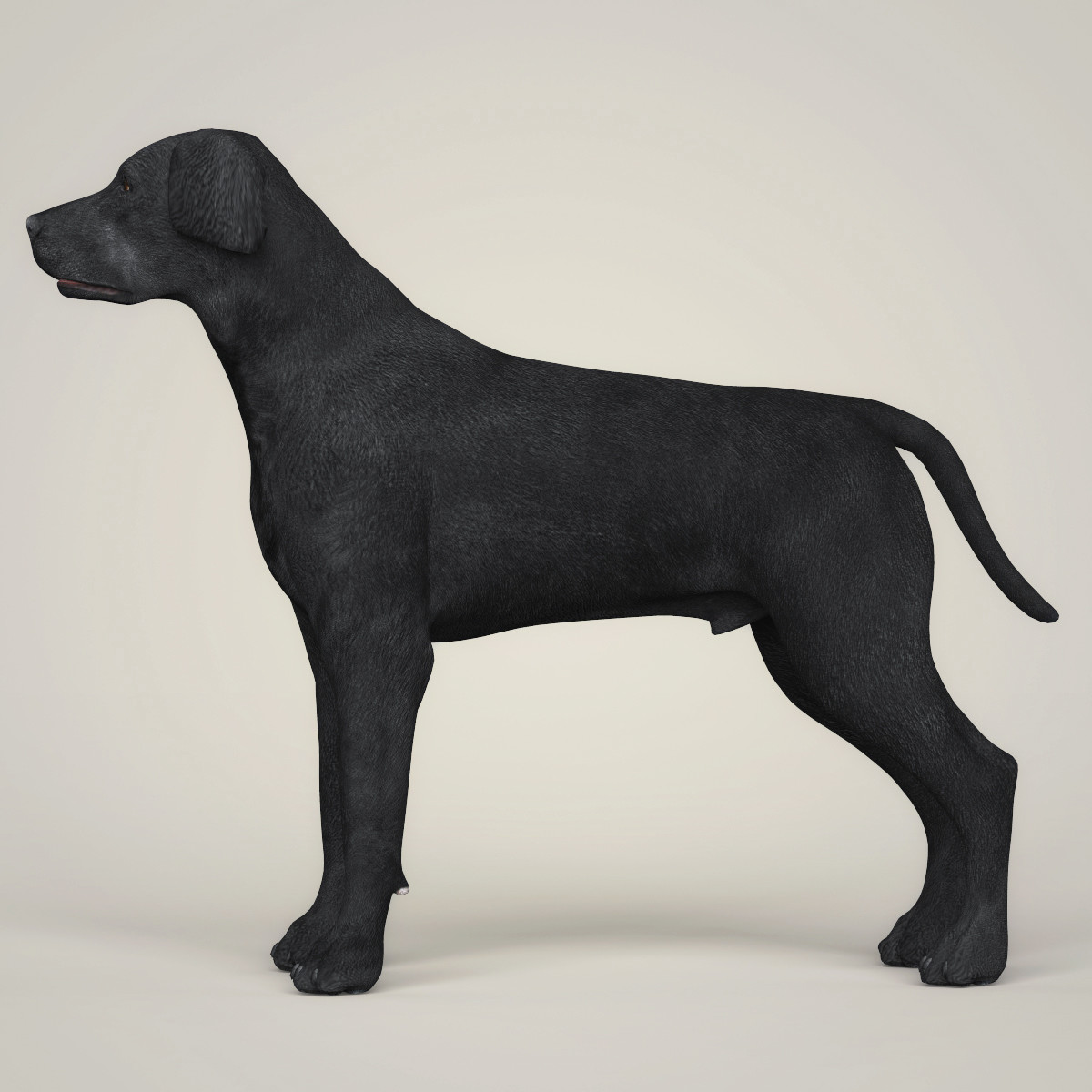 ArtStation - Realistic 3D Dog Collection | Resources