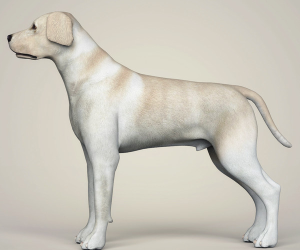 ArtStation - Realistic 3D Dog Collection | Resources