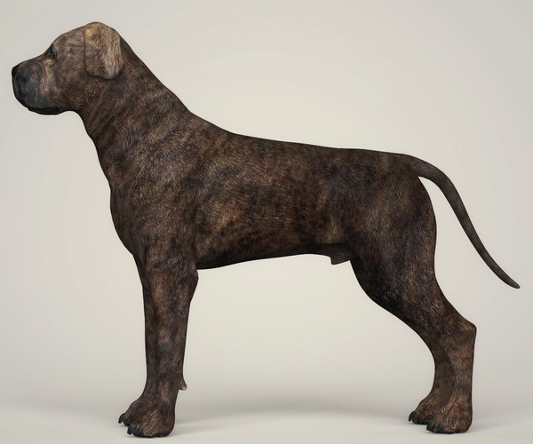 ArtStation - Realistic 3D Dog Collection | Resources