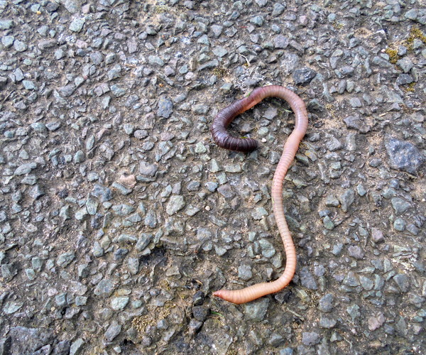 ArtStation - Mini Beast - Photo reference pack 3 | Resources