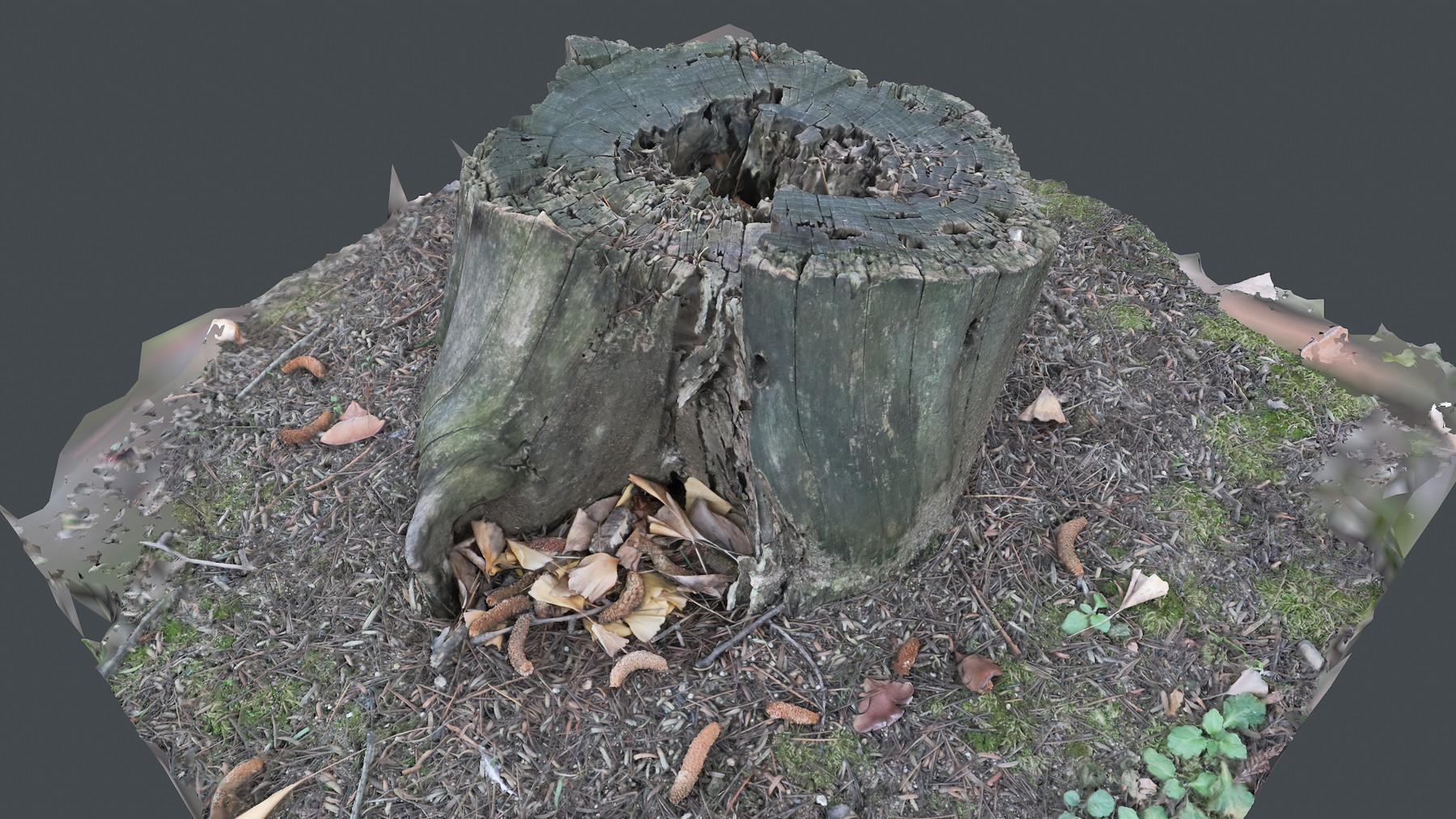 ArtStation - Photoscan_Broken Tree_0003_only HighPoly Mesh (16K Texture ...