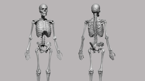 ArtStation - Anatomical Human Skeleton | Resources