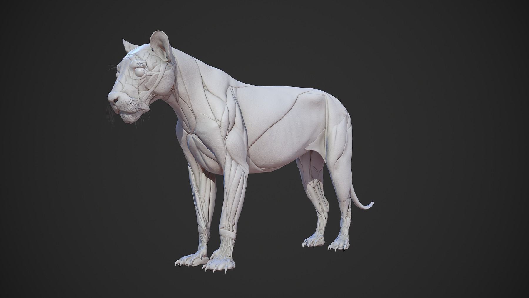 ArtStation - Animals - Lion Anatomy Skin Ecorche | Resources