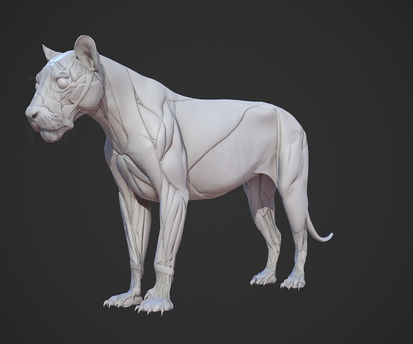 ArtStation - Animals - Lion Anatomy Skin Ecorche | Resources