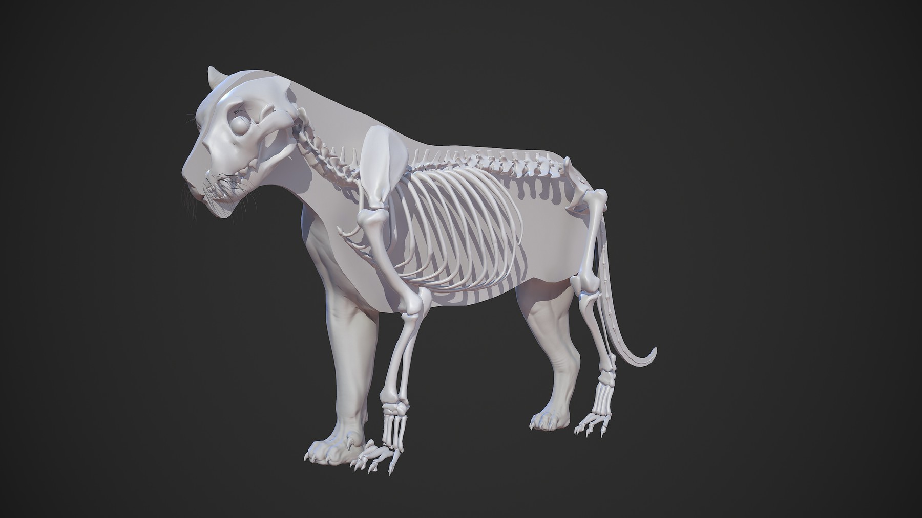 ArtStation - Animals - Lion Anatomy Skin Ecorche | Resources