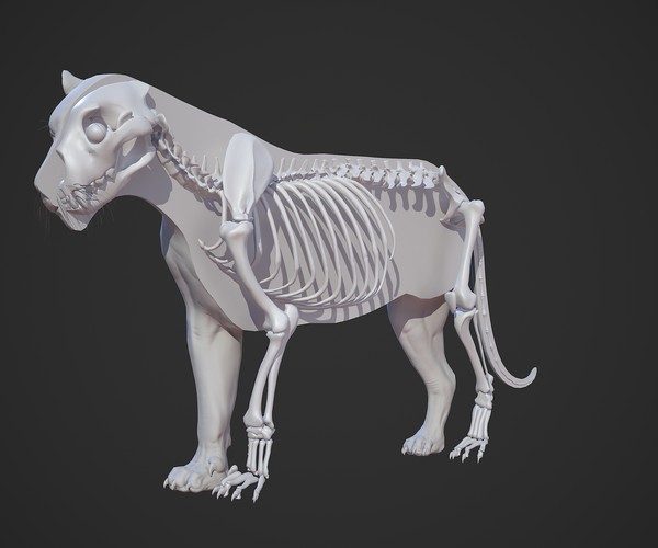 ArtStation - Animals - Lion Anatomy Skin Ecorche | Resources