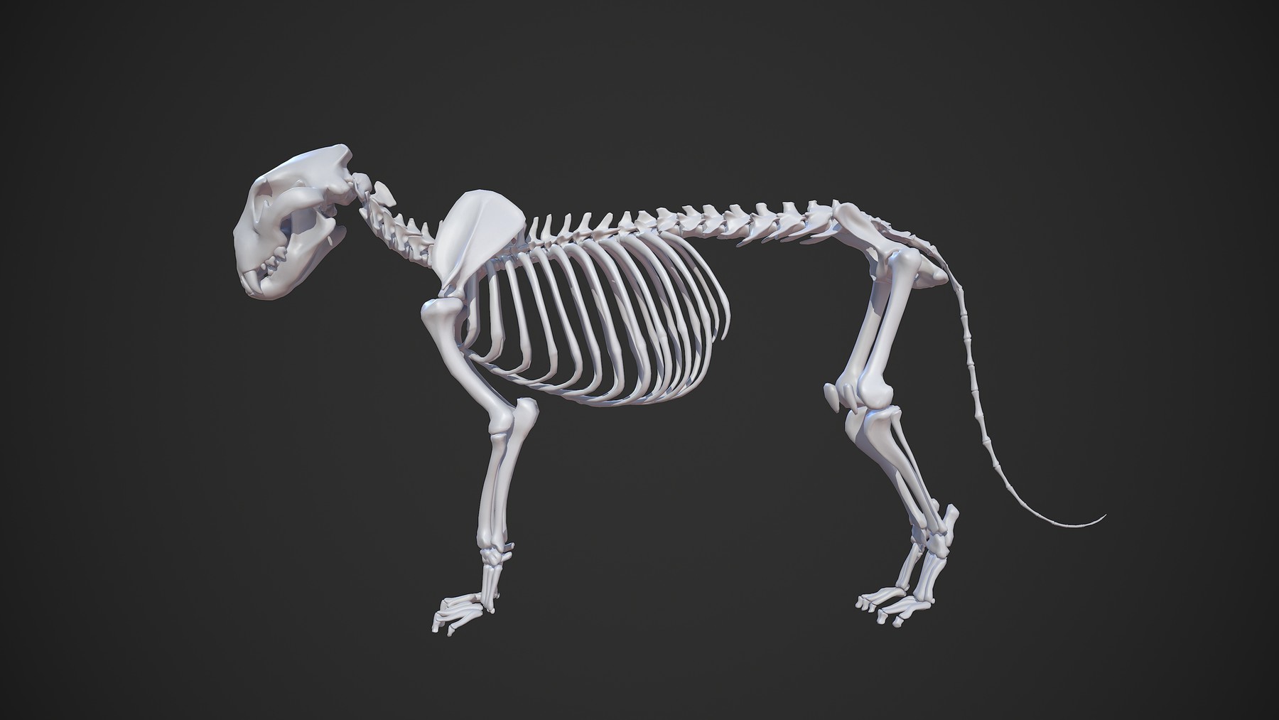 ArtStation - Animals - Lion Anatomy Skin Ecorche | Resources