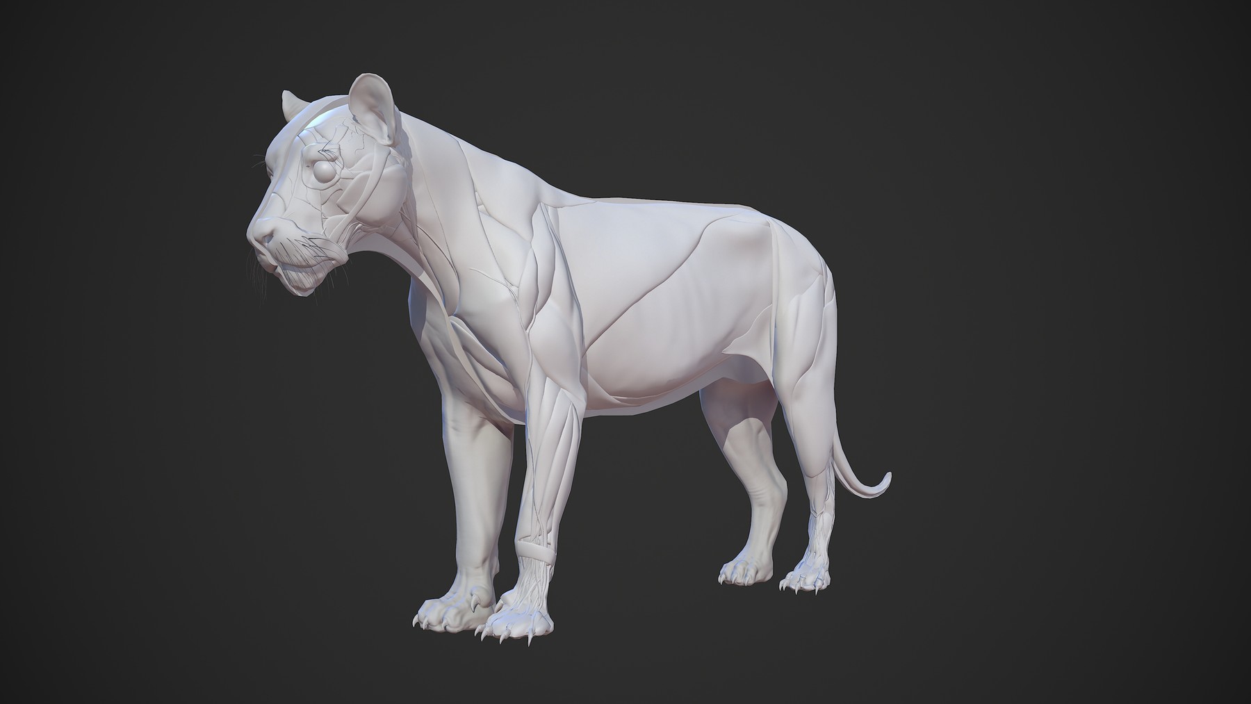 ArtStation - Animals - Lion Anatomy Skin Ecorche | Resources