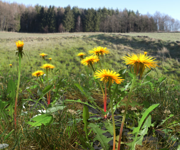 ArtStation - Dandelion Meadow Patch | Resources