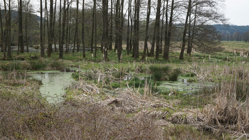 ArtStation - Swamp - 44 Reference pictures | Resources