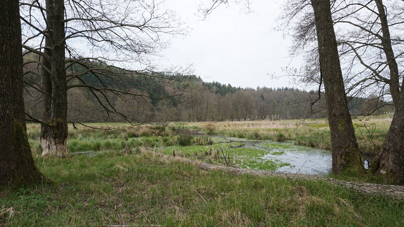 ArtStation - Swamp - 44 Reference pictures | Resources