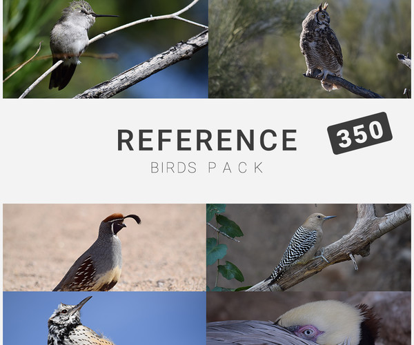 ArtStation - Reference: Birds Pack 350 | Resources