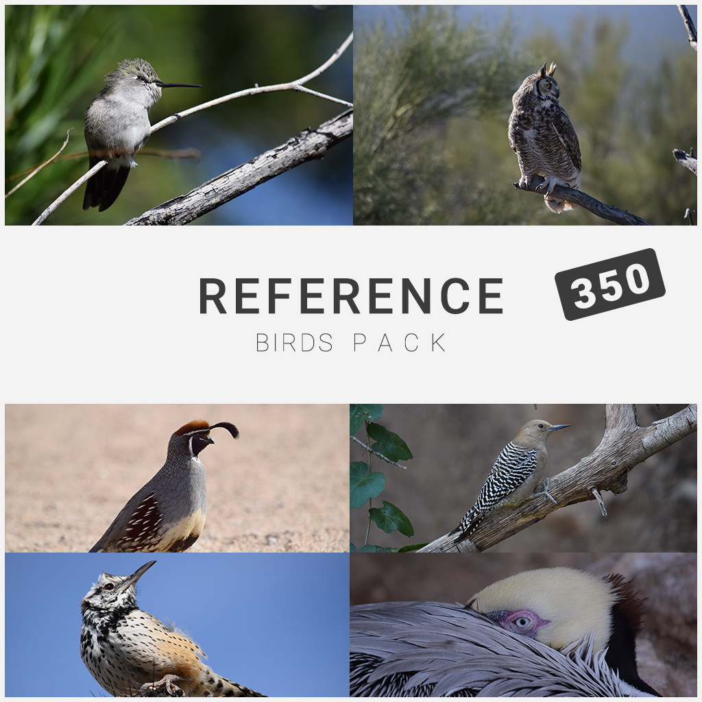 ArtStation - Reference: Birds Pack 350 | Resources