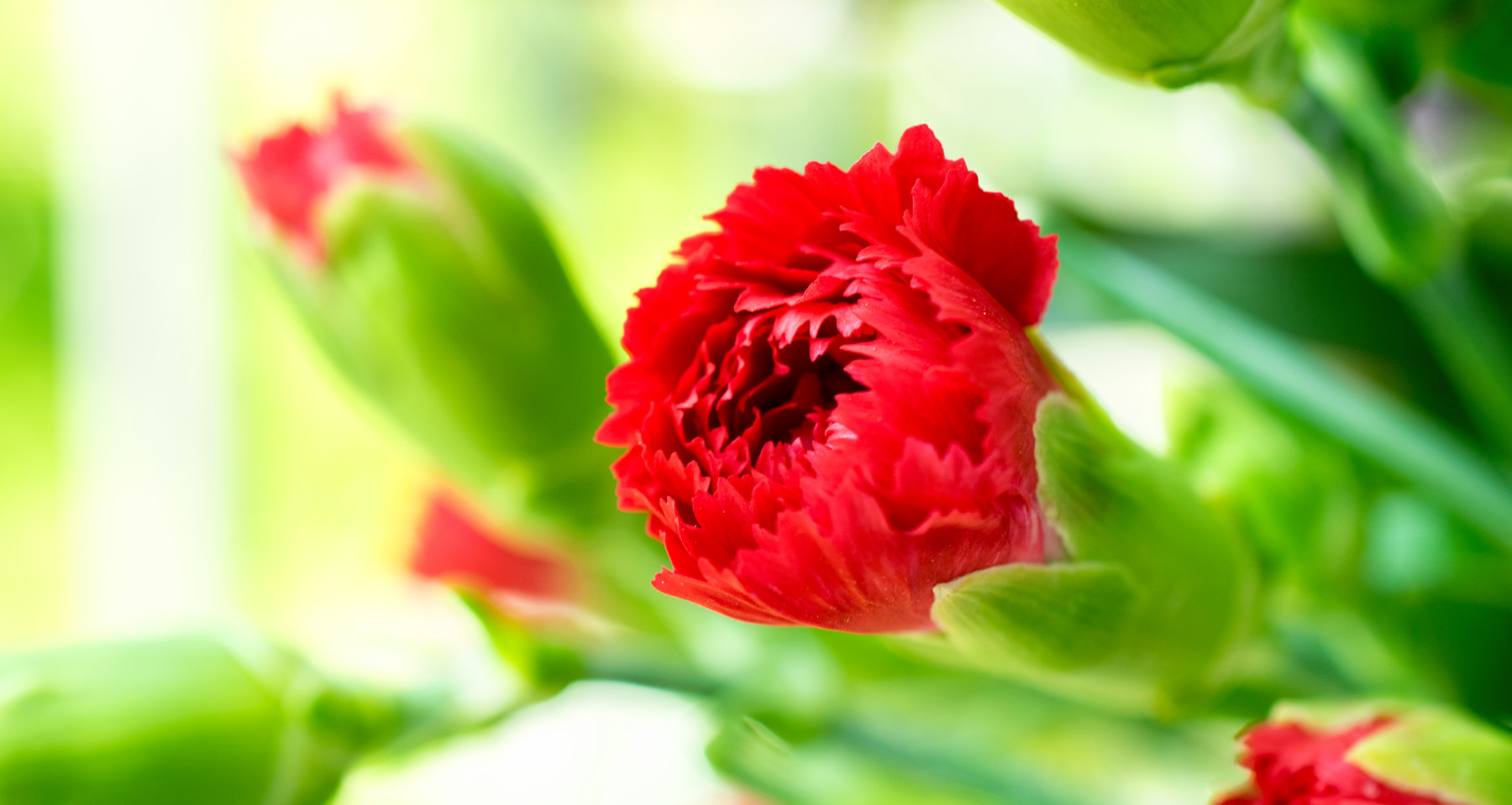 ArtStation - Reference: Flower and Macro Pack 100 | Resources