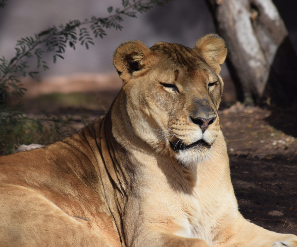 ArtStation - Reference: Animal Pack Two 500 | Resources