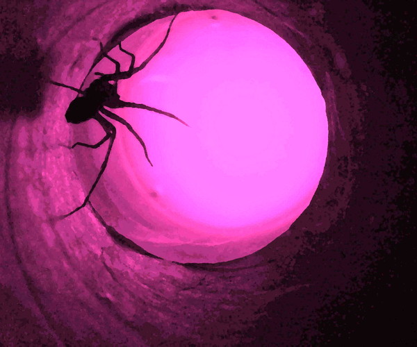 ArtStation - Mini Beasts - Photo reference pack 4 | Resources