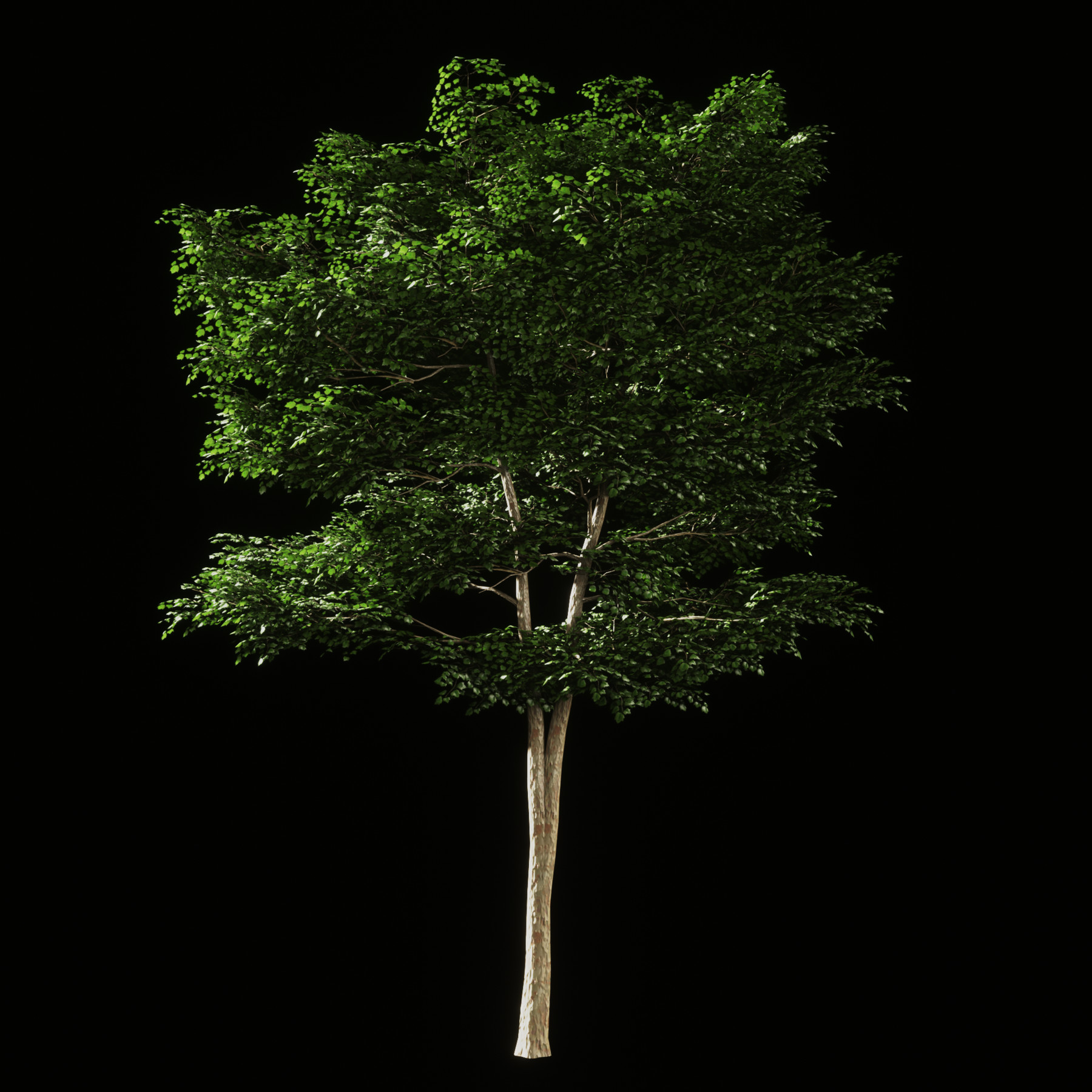 ArtStation - London Plane Trees 3D model | Resources