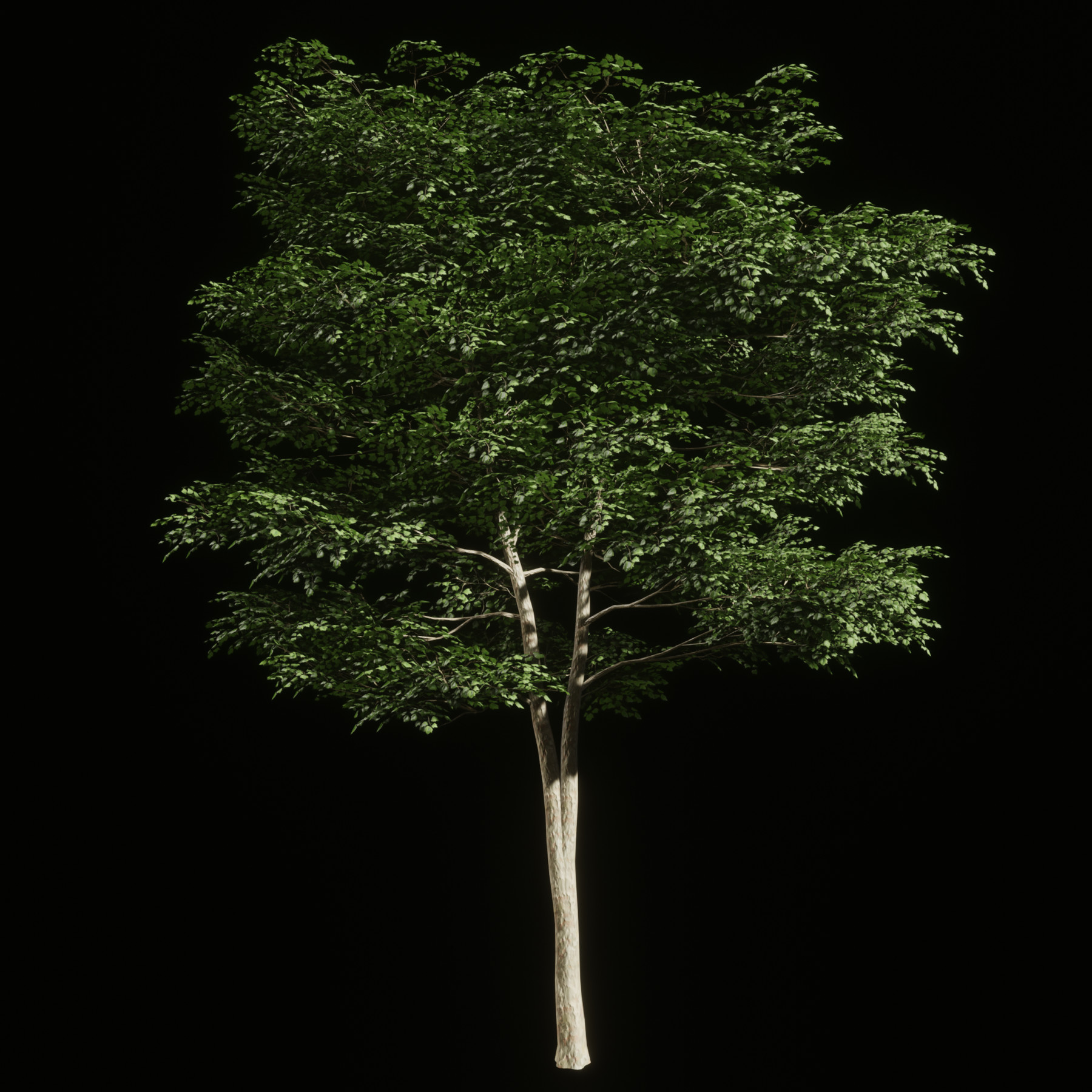 ArtStation - London Plane Trees 3D model | Resources