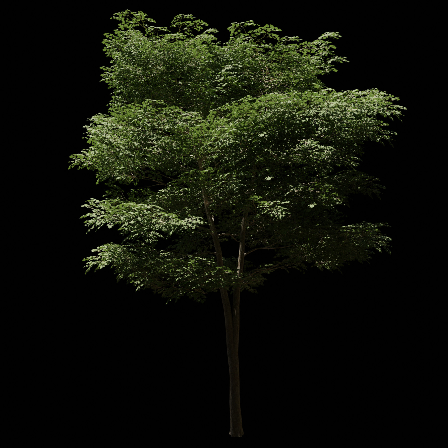 ArtStation - London Plane Trees 3D model | Resources