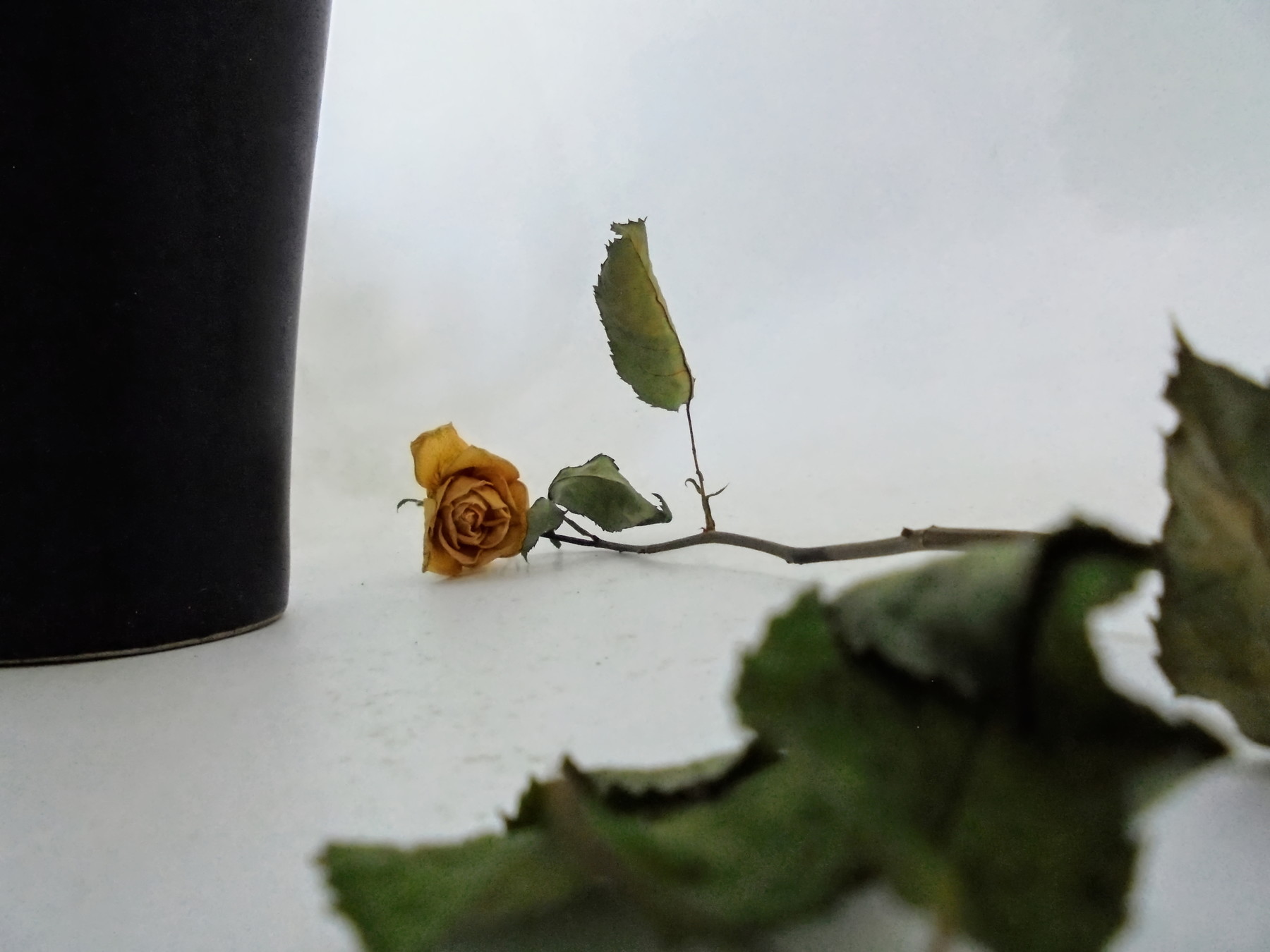 ArtStation - Roses - photo reference pack 2 | Resources