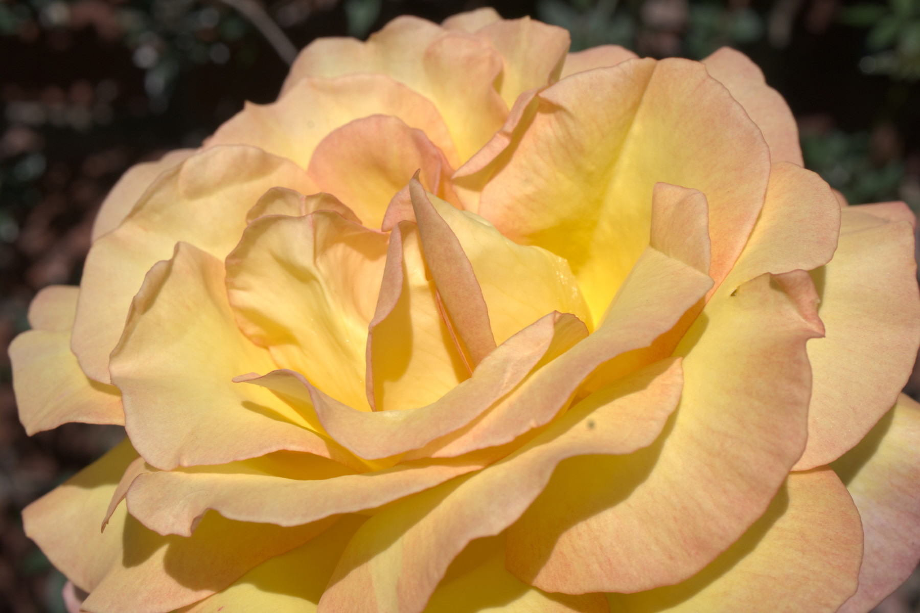 ArtStation - Roses - photo reference pack 2 | Resources