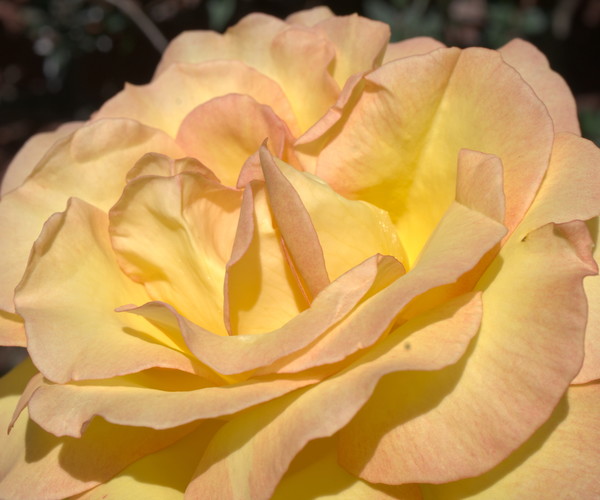 ArtStation - Roses - photo reference pack 2 | Resources