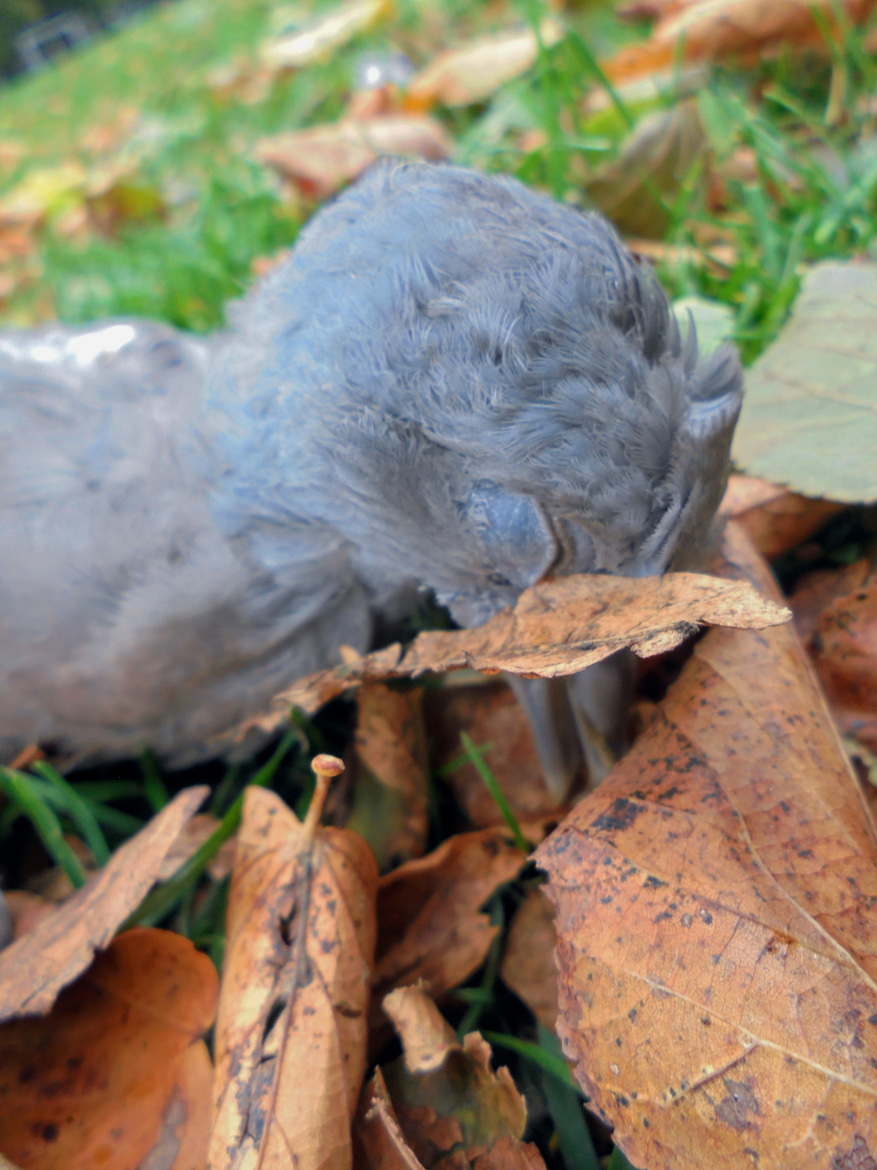 ArtStation - Critter Corpses | Resources