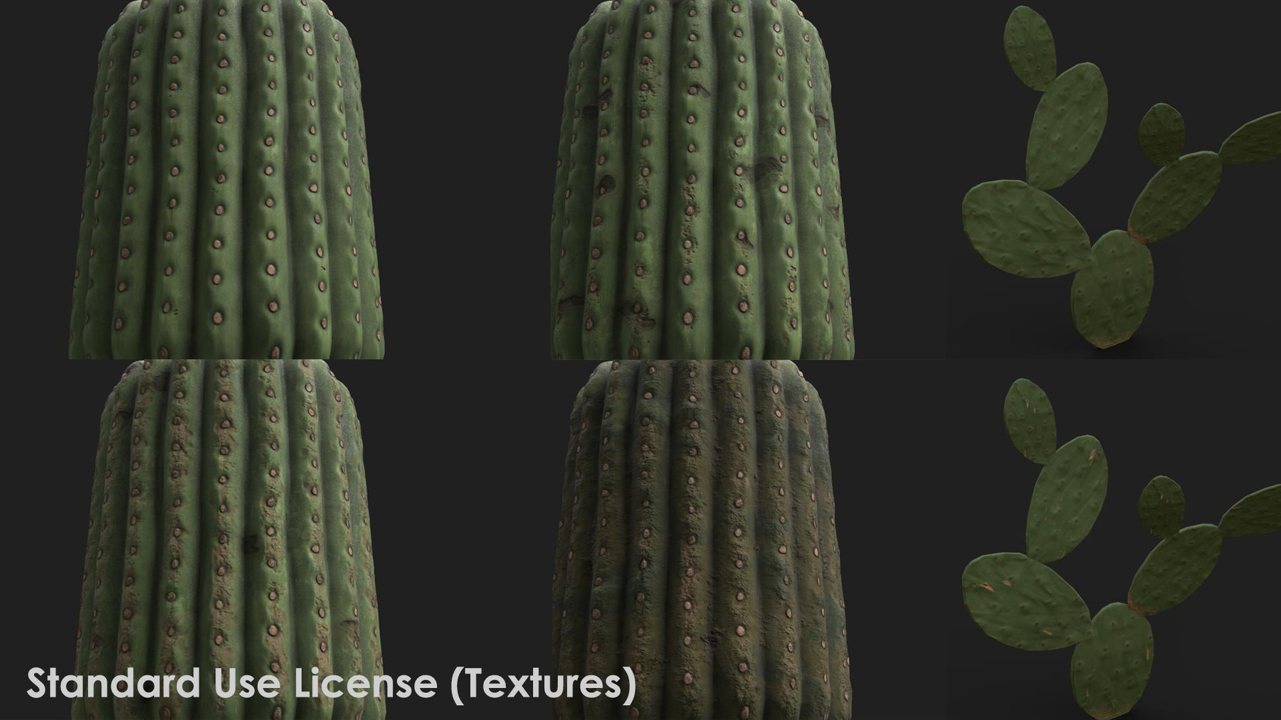 ArtStation - Procedural Cactus Generator | Resources