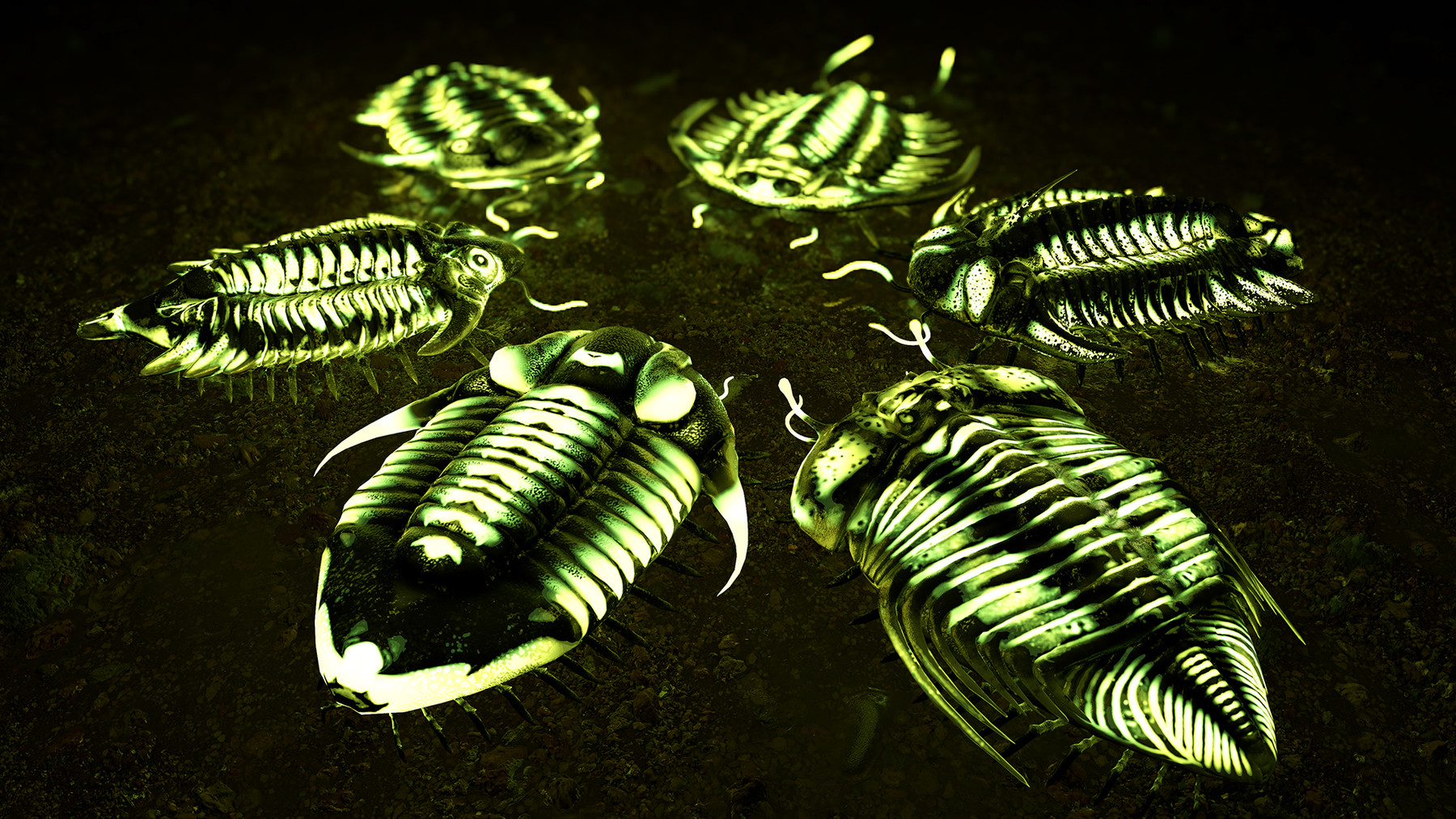 ArtStation - Trilobites Collection | Game Assets