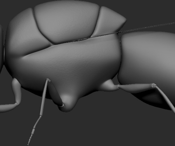 ArtStation - Housefly | Game Assets