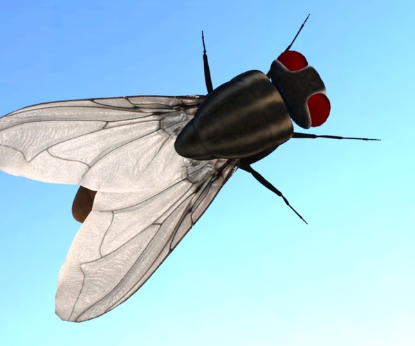 ArtStation - Housefly | Game Assets