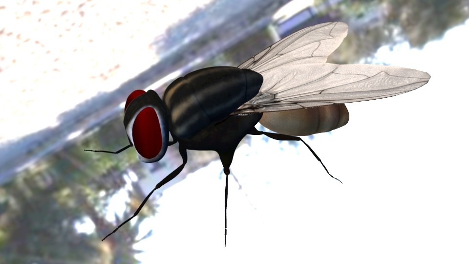 ArtStation - Housefly | Game Assets