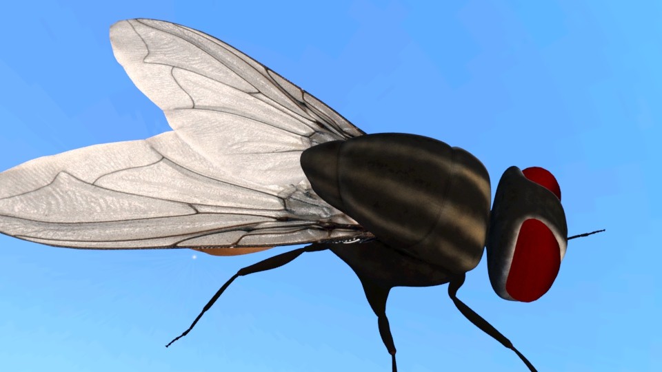 ArtStation - Housefly | Game Assets