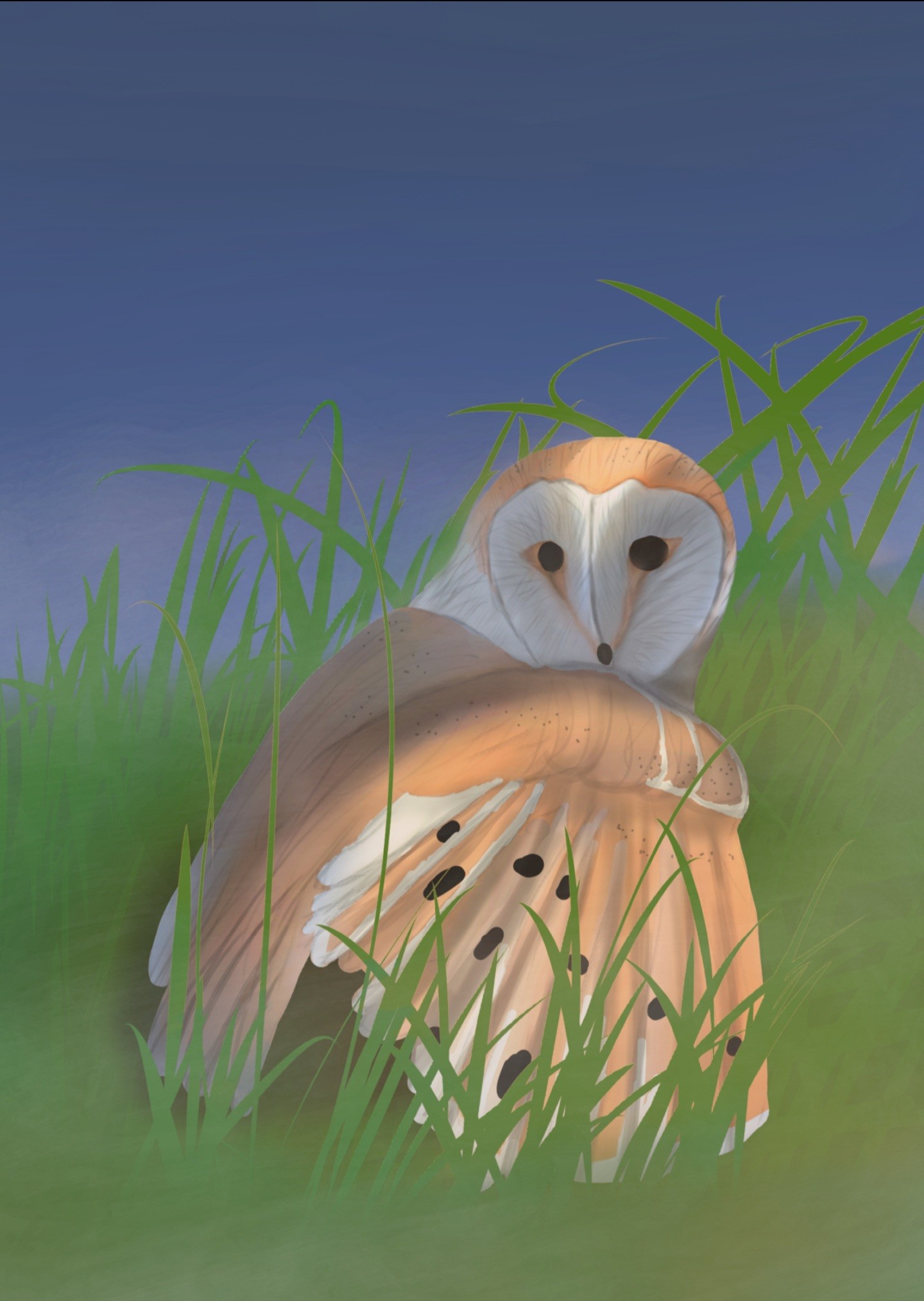 ArtStation - Willow the Barn Owl | Artworks