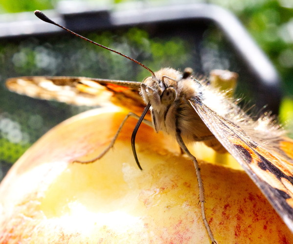 ArtStation - Mini beasts - photo reference pack 5 | Resources