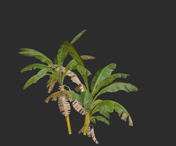 ArtStation - Banana Trees Collection | Game Assets