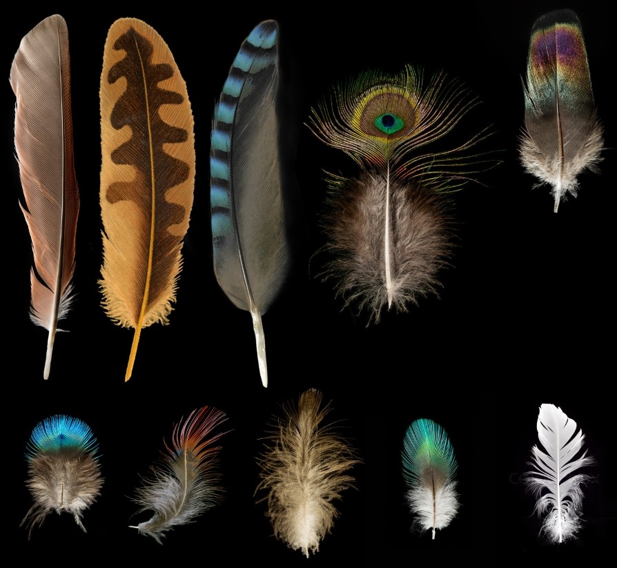 ArtStation - feather | Resources