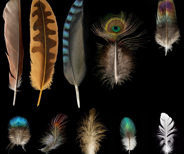 ArtStation - feather | Resources