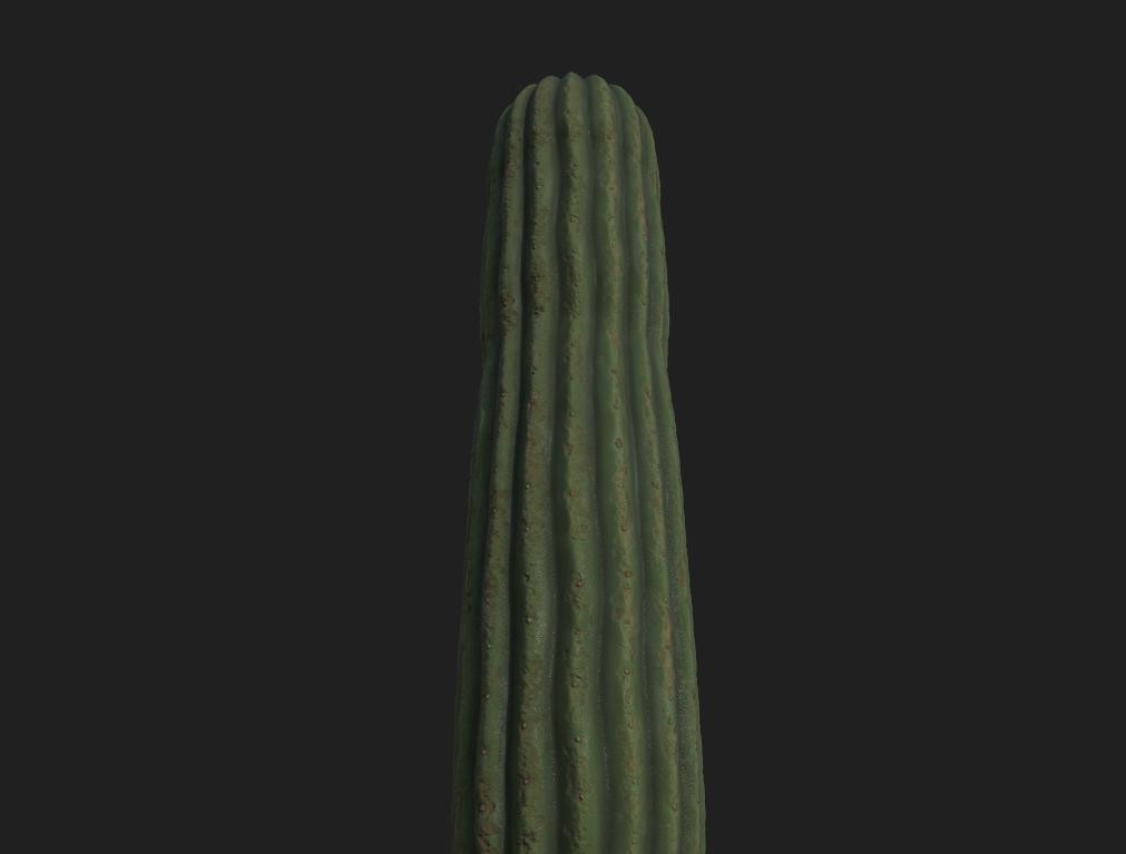 ArtStation - Procedural Cactus Generator | Resources