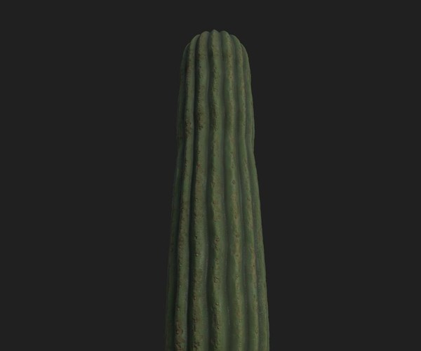ArtStation - Procedural Cactus Generator | Resources