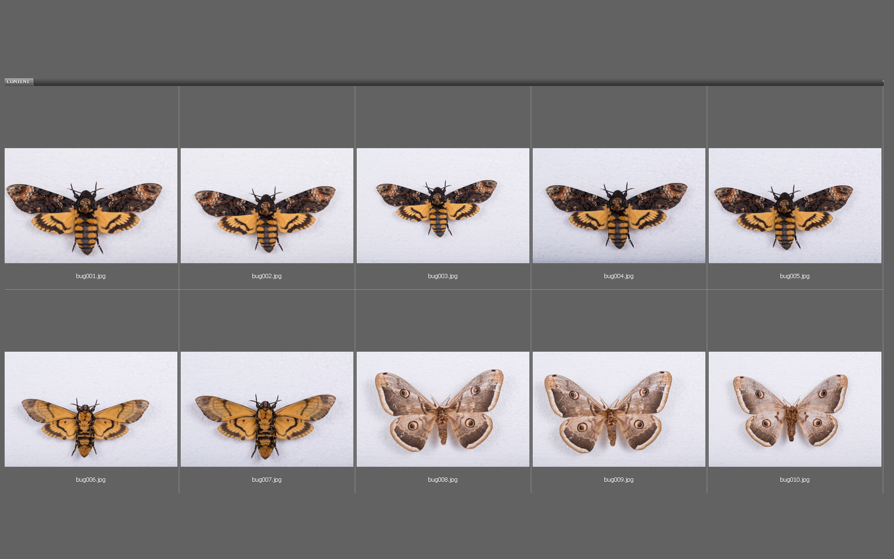 ArtStation - Animal anatomy photo references Different Bugs | Resources