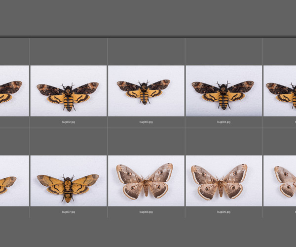 ArtStation - Animal anatomy photo references Different Bugs | Resources