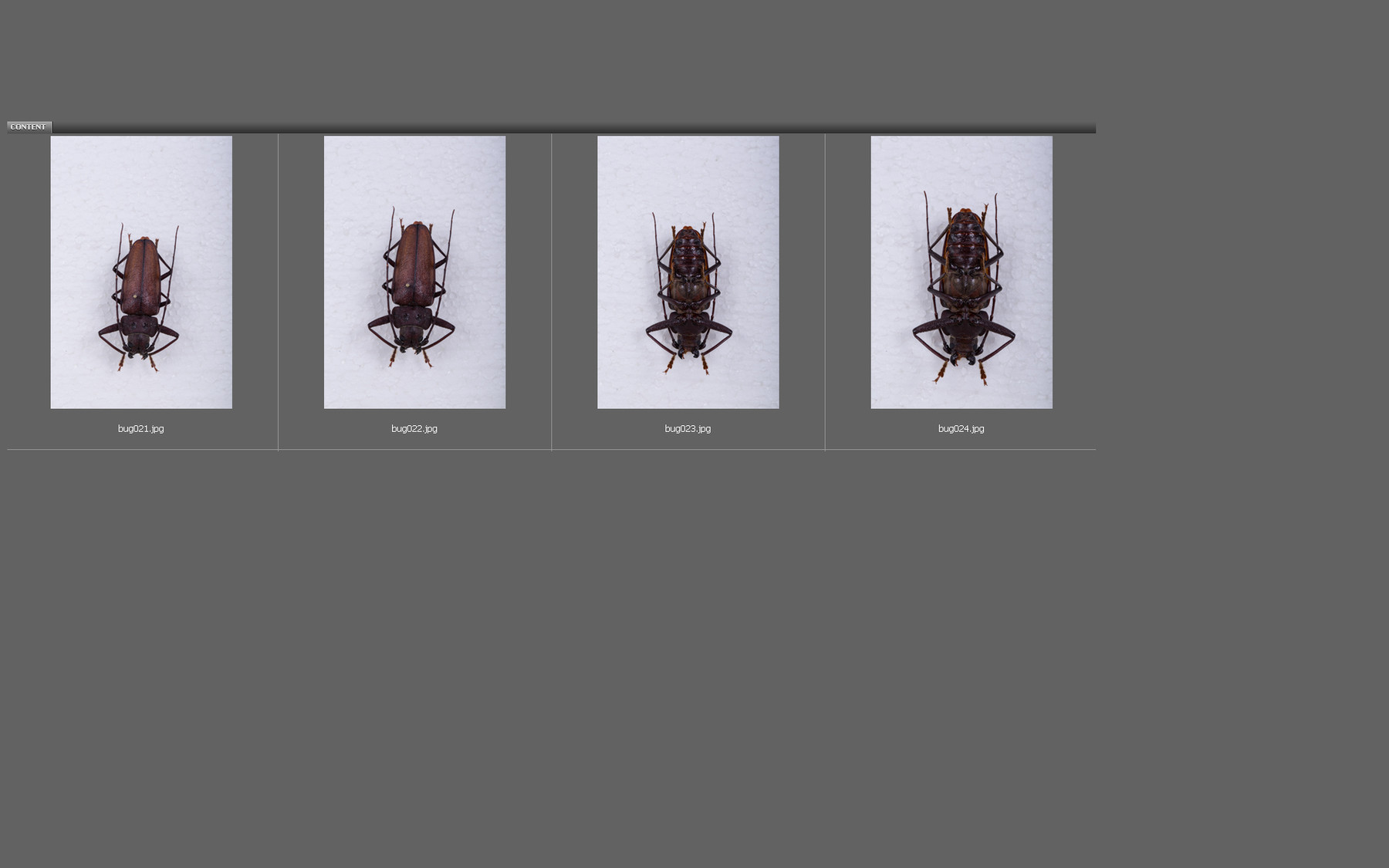 ArtStation - Animal anatomy photo references Different Bugs | Resources