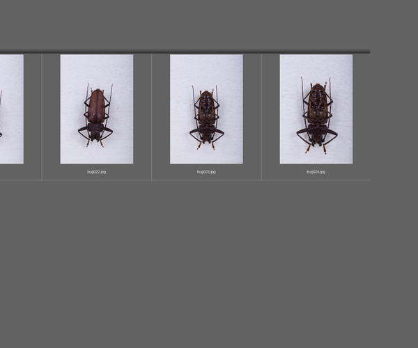 ArtStation - Animal anatomy photo references Different Bugs | Resources