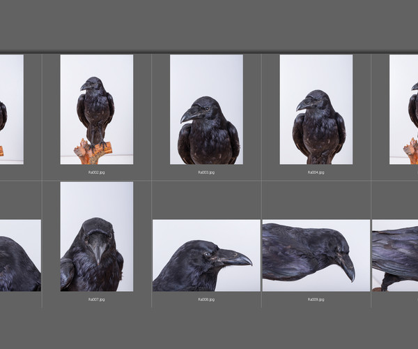 ArtStation - Animal anatomy photo references Corvus | Resources