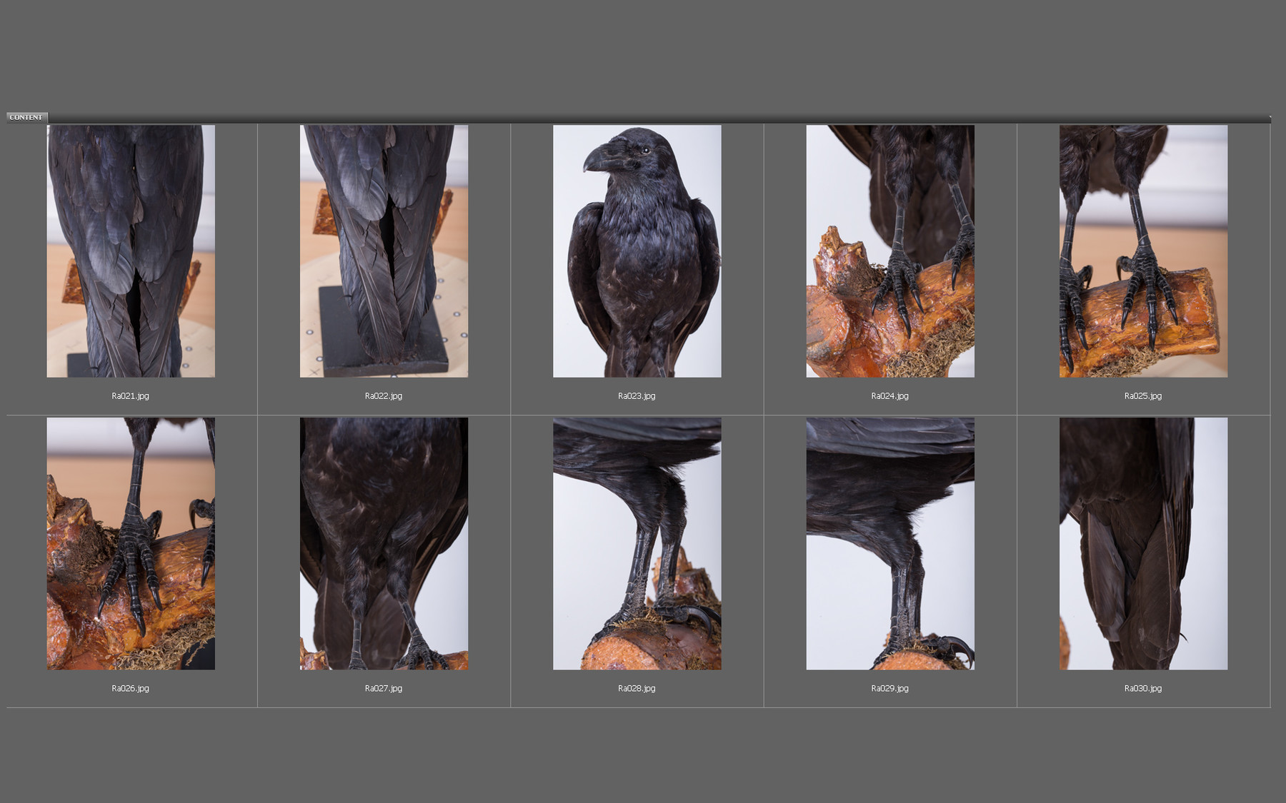 ArtStation - Animal anatomy photo references Corvus | Resources